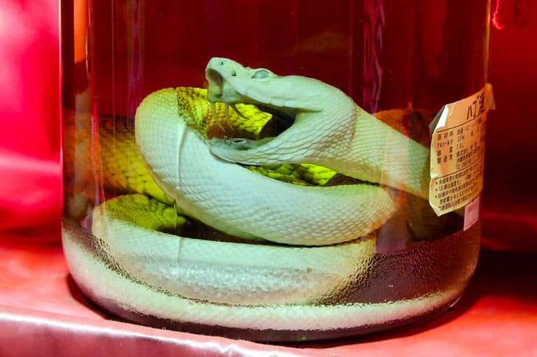 Habushu: Why is Snake Sake for the Courageous?